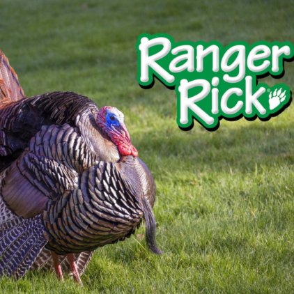 Ranger Rick | Discover wild learning fun on Kahoot! Academy